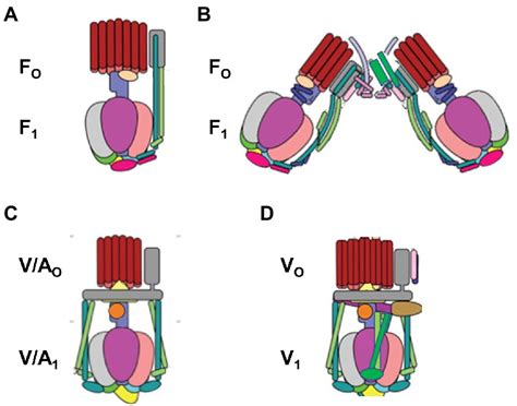 Is Powered By Atp Synthase