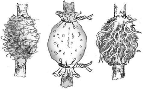 Plant Propagation Cooperative Extension Garden And Yard University Of Maine Cooperative