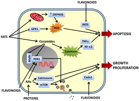 Nutrients Special Issue Nutrient Gene Interactions