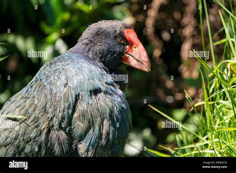South Island Takahe Porphyrio Hochstetteri Adult In Grass New