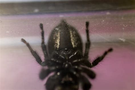 Can Anyone On Here Id Sex From This Pic R Spiders