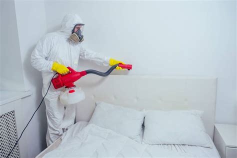 Infestations de punaises de lit en ville le point sur la situation à