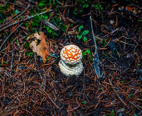 蘑菇 森林 秋季 Pixabay上的免费照片 Pixabay