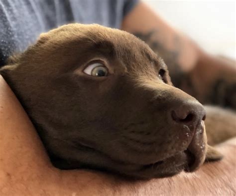 Consecuencias De Humanizar A Los Perros Perrhijos