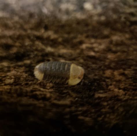 Cubaris Rubber Ducky Isopods For Sale
