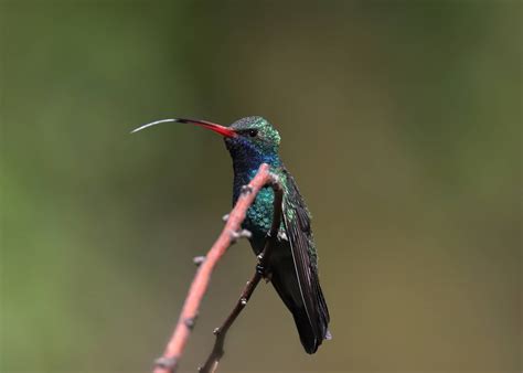 Hummingbirds In New York 5 Beautiful Species To Look For