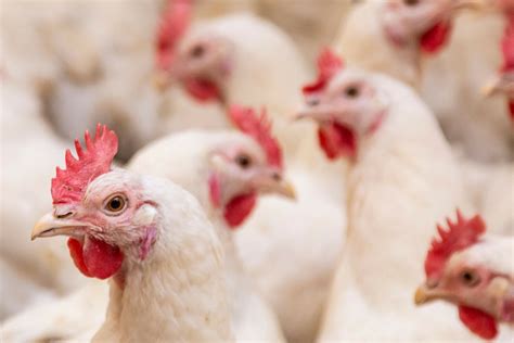 Genetic Clues Could Help Breed Chickens Resilient To Bird Flu Poultry