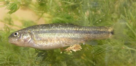 Ash Meadows Speckled Dace
