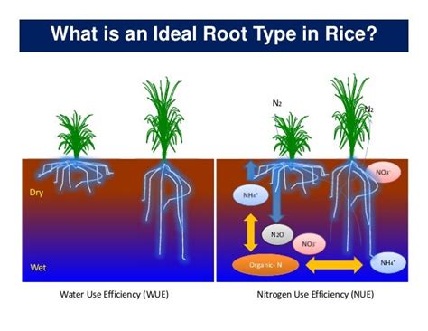 Rice Root Physiology Work At Ciat Identification Of Ideal Root Syste…