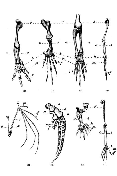 Anatomy Evolution And Homologous Structures