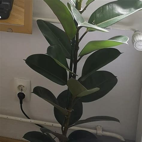 Propagating Ficus Robusta Step By Step Guide