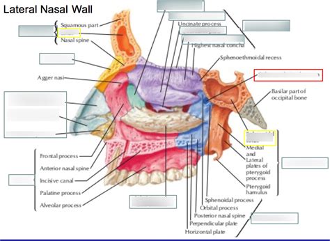 Lateral Nasal Wall Diagram Quizlet