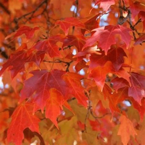 Fall Fiesta Sugar Maple Super And Son Nursery