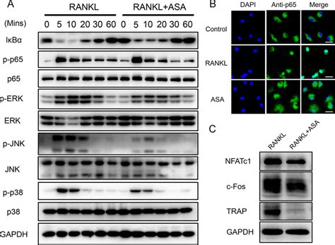 Aspirin Attenuated Rankl Induced Nf κb And Mapk Signaling Pathways
