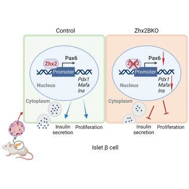 Zhx2 maintains islet β cell mass and function by transcriptionally