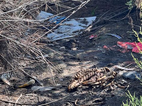 Localizan Osamenta En Maneadero Ensenada Semanario ZETA