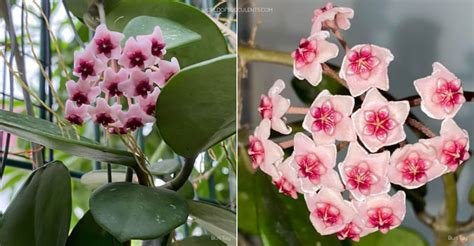 Hoya Obovata World Of Succulents