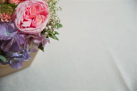 보라색 배경 흰색 배경에 분홍색 모란 텍스트 핑크 꽃다발 공란에 대한 스톡 사진 및 기타 이미지 공란 꽃 나무 꽃 식물