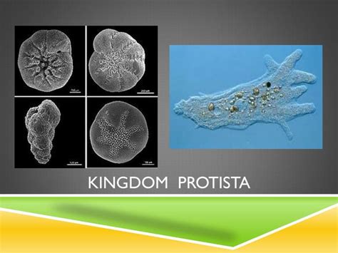 Ppt Kingdom Protista Powerpoint Presentation Free Download Id2007283