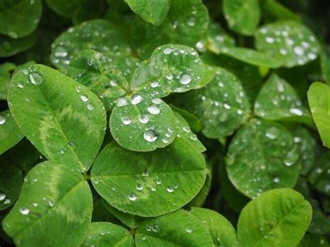雨の日が好き😊 しとしと降る雨 ザーザー降る雨 ぽつぽつ降る雨 どんな雨も私は好き 部屋の中に聞こえてくる雨の音はbgm♪ 手軽に聞けて作業も