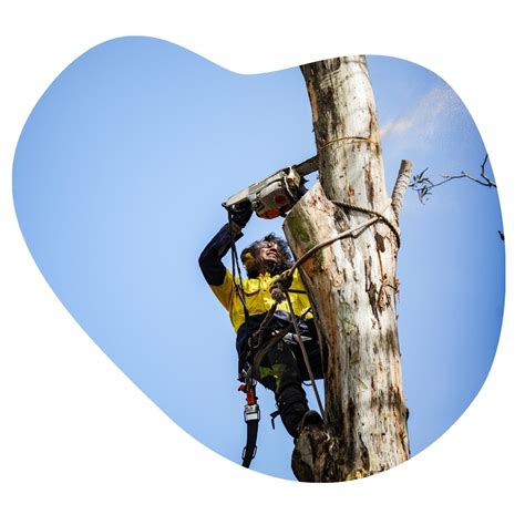 Expert Tree Trimming In Melbourne The Yard Precision
