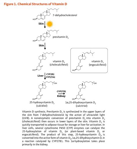 Vitamin D Synthesis From Cholesterol