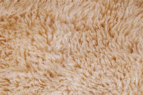 Sheep`s Wool Sheep Wool Texture Lamb Background Stock Image Image Of
