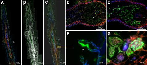 A To C Agltp24 Localization In Roots After 25 Days Postinoculation