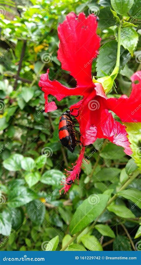 Chrysochus Cobaltinus Red And Black Cobalt Milkweed Beetle Or Blue
