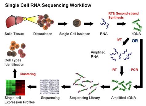 Github Turhancan97methods Of Clustering Single Cell Rna Sequencing