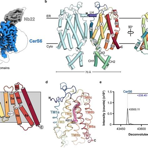 Cryo Em Structure Of Human Cers6 A Cryo Em Map Of The Cers6 Dimer