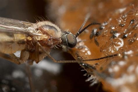How To Get Rid Of Gnats Indoors 10 Easy Ways