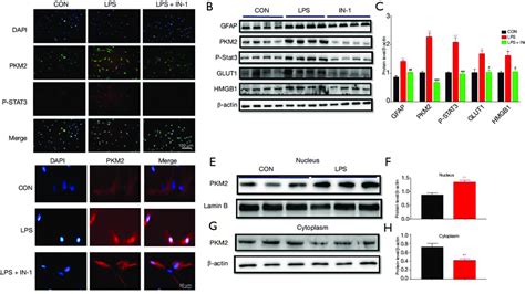 Inhibition Of Pkm2 By Pkm2 In 1 Attenuates The Role Of Pkm2 In
