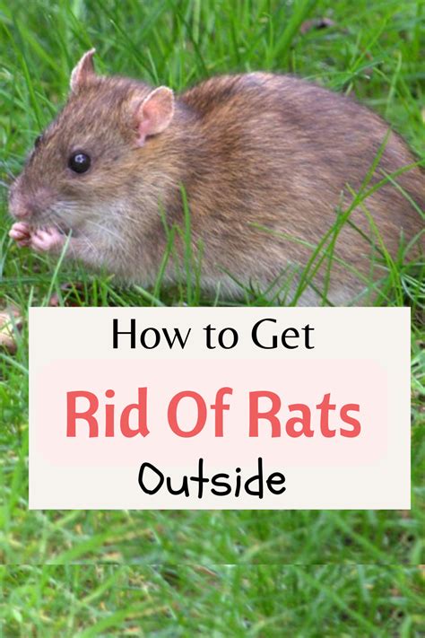 How To Get Rid Of Rats Artofit