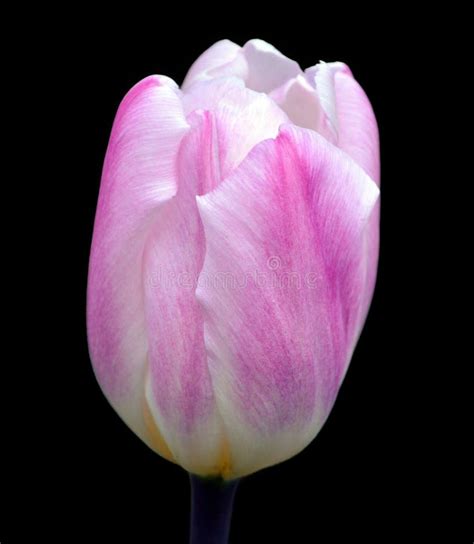 Tulips Is A Perennial Bulbous Plant With Showy Flowers In The Genus