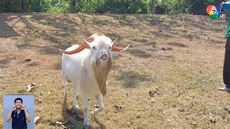 สะเก็ดข่าว แพะยิ้ม