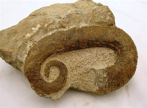 Ammonite 36 Cochise College Geology