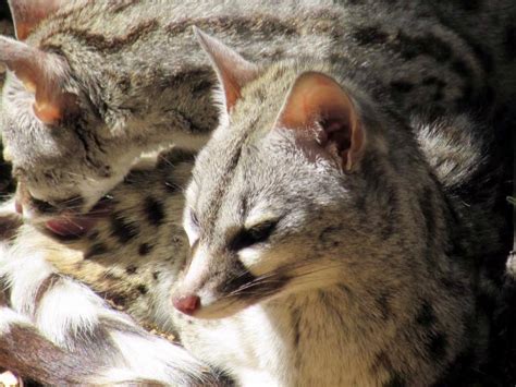 Pardine Genet Shepreth Wildlife Park