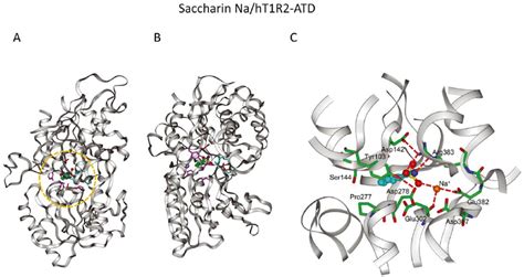 Complex Model Of The Saccharin Nabound Ht1r2 Atd A Complex Model Of