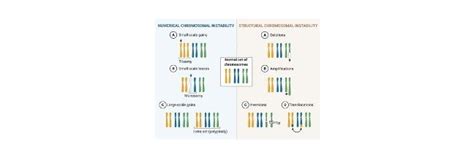 Chromosomal Instability Definition Types And Examples