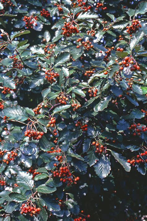Sorbus Intermedia Rosaceae Image 49920 At