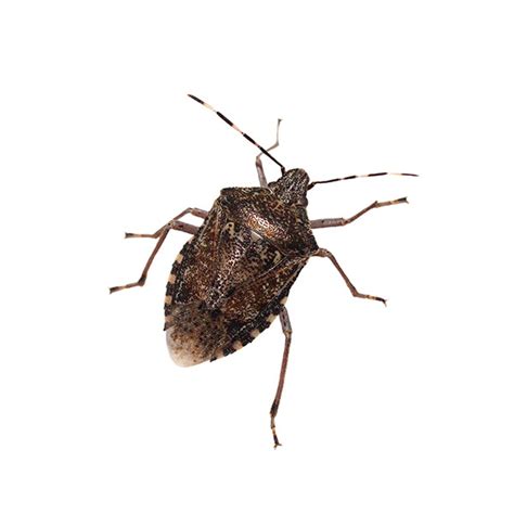 Stink Bug Identification Springer Professional Home Services