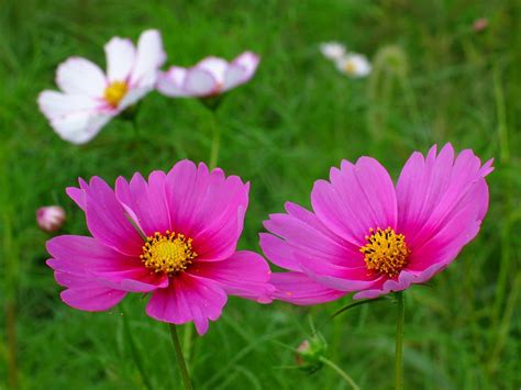 秋桜コスモスの花 壁紙写真集 無料写真素材