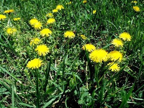 Your Go To Guide On Lawn Weed Identification And Lawn Care Services In