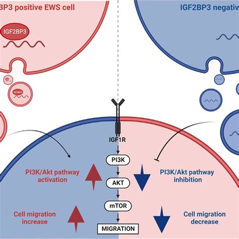 Schematic Representation Of IGF2BP3pos Vs IGF2BP3neg EVs Contribution