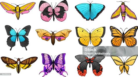 화려한 나비 또는 야생 나 방 곤충의 컬렉션입니다 자유의 신비로운 또는 곤충학 상징 웨딩 카드에 새겨진된 손으로 그려진된 빈티지 밑그림입니다 벡터 일러스트입니다