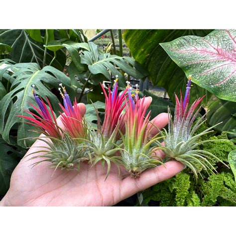 福果火焰小精靈（單芽）特價品 空氣鳳梨 Tillandisia 婚禮小物 小植栽 蝦皮購物