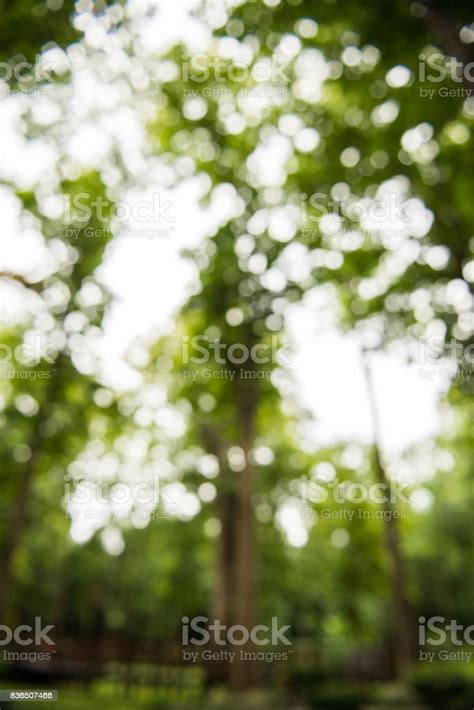 추상 Bokeh 장 마에 나무를 통해 빛나는 빛의 이미지 0명에 대한 스톡 사진 및 기타 이미지 0명 개념 개념과 주제