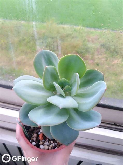 白凤植物图片 玉竹图片植物图片 第4页 大山谷图库