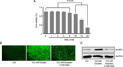 Figure 1 From Oxalate‑induced Renal Pyroptotic Injury And Crystal